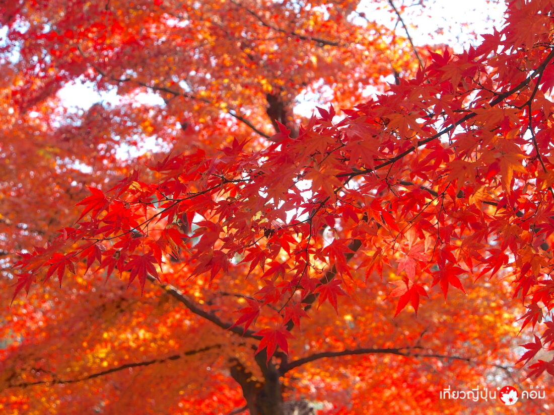Okayama: 10 สถานที่เที่ยวแนะนำ เมื่อมาเที่ยวที่โอคะยะมะ | เที่ยวญี่ปุ่น ...